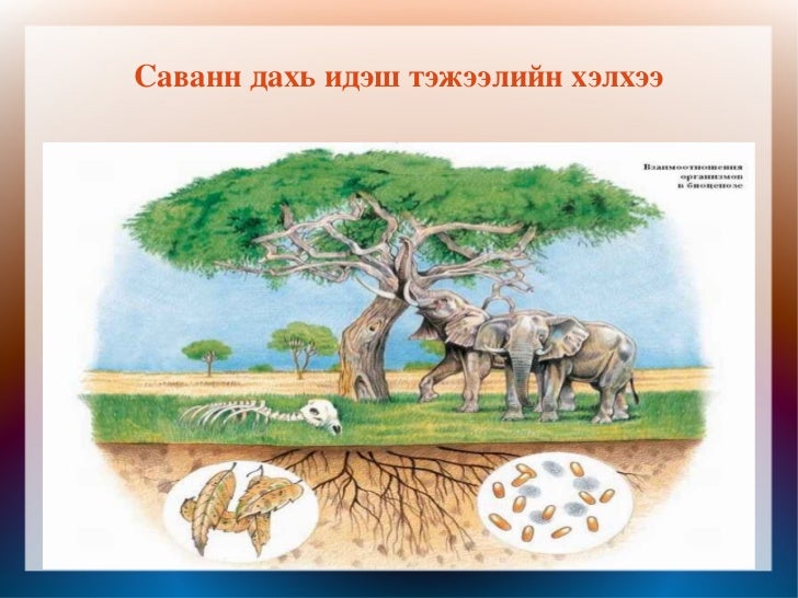 биоценоз
