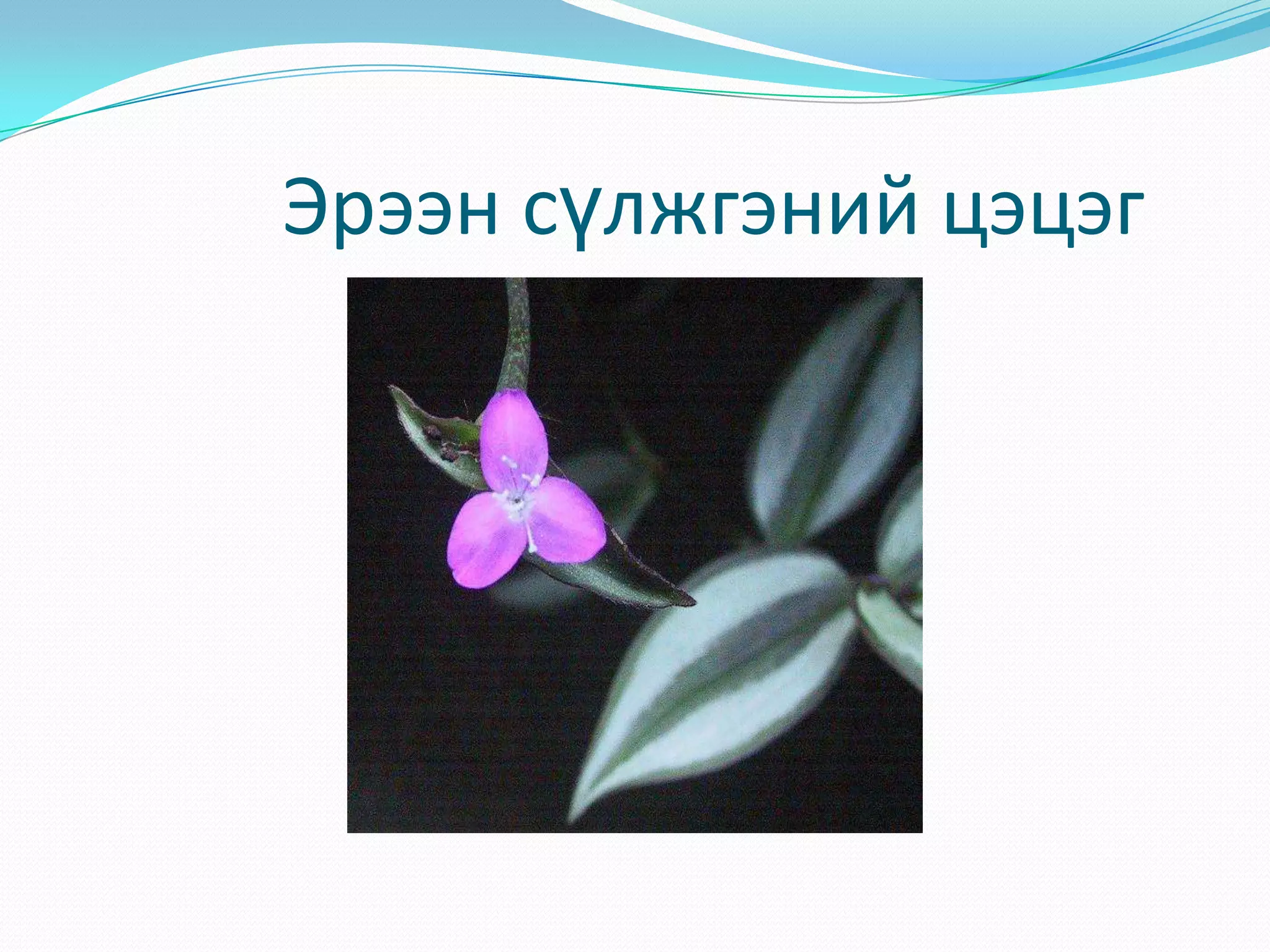 цэцэг арчлах сургалт Pptx