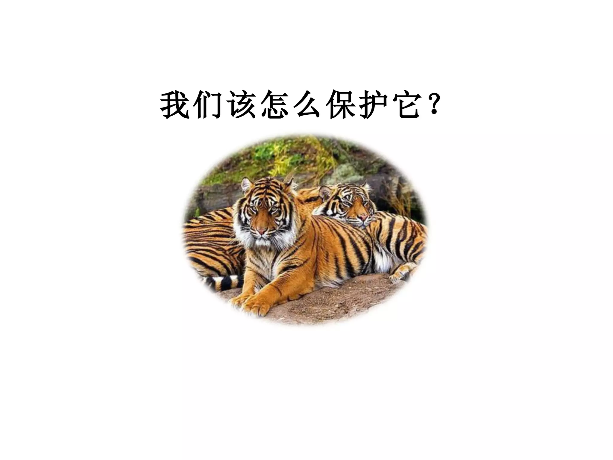 Rounded Table （Mind Map） | PPT