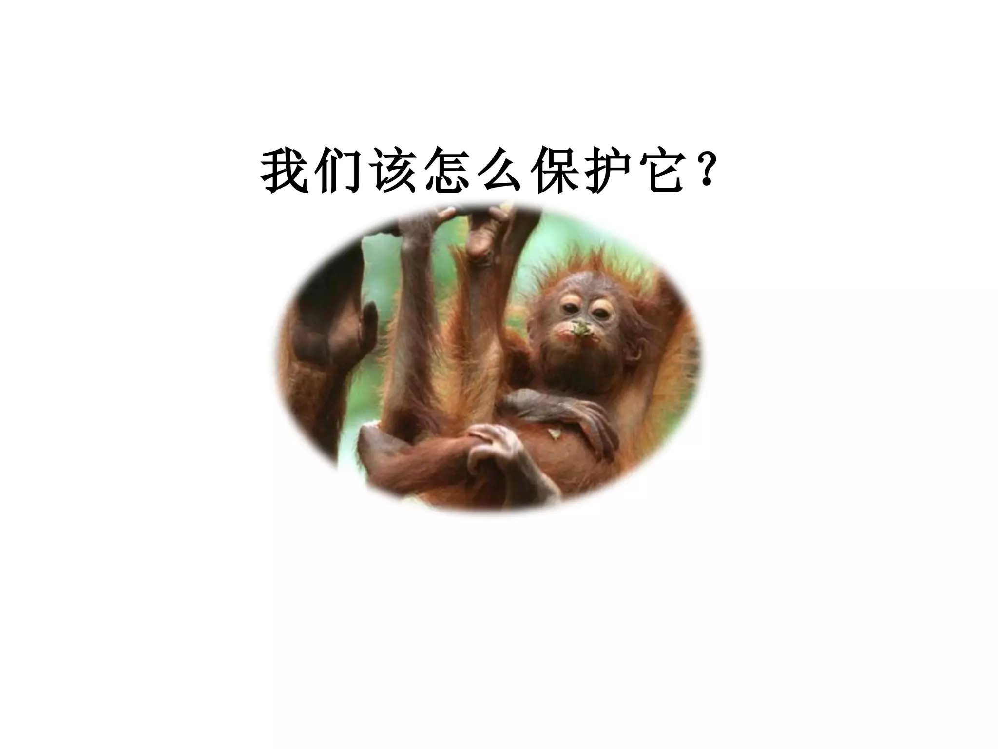 Rounded Table （Mind Map） | PPT