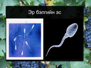 үржил хөгжил цахим хэрэглэгдэхүүн | PPT