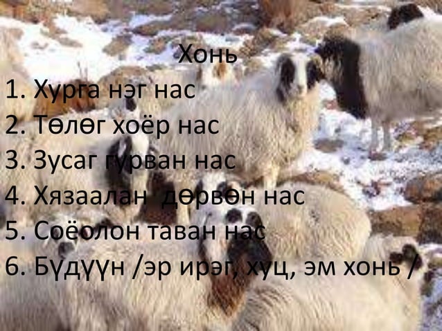таван хошуу мал