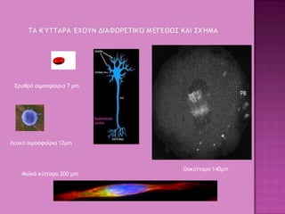 Το κυτταρο Κεφαλαιο 1 Βιολογια Γυμνασιου | PPTX