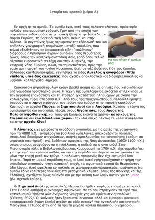 ιστορία του κρασιού (μέρος α) | PDF