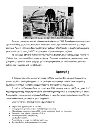 στάδια παραγωγής της μπύρας | DOC