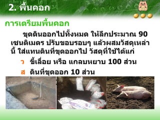 การเลี้ยงหมูหลุม2554 | PPT