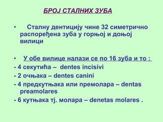 СТАЛНИ ЗУБИ | PPT