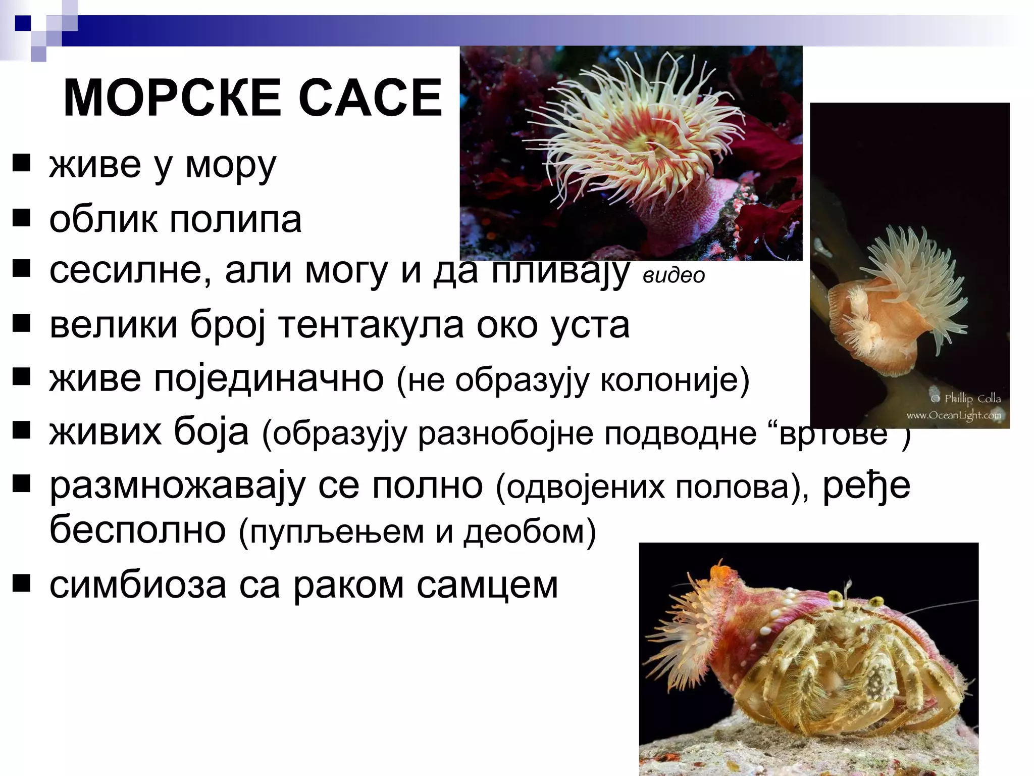 Dupljari - 6. razred | PPT