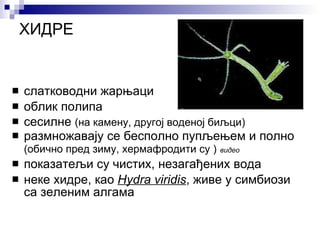 Dupljari - 6. razred | PPT