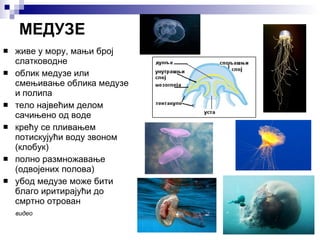 Dupljari - 6. razred | PPT