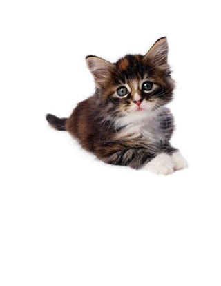 はじめまして。 | PDF