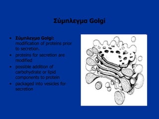 δομη του ευκαρυωτικου κυτταρου | PPT