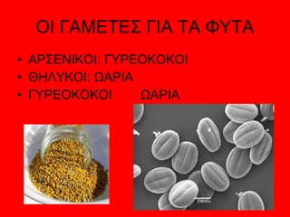 αναπαραγωγη φυτων | PPT