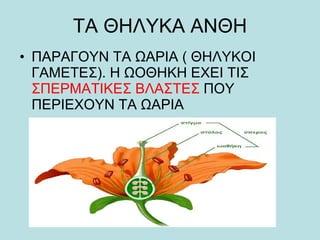 αναπαραγωγη φυτων | PPT
