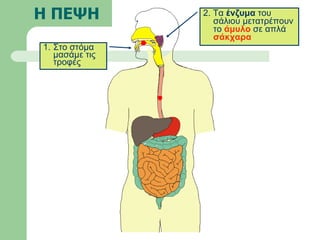 το πεπτικο συστημα | PPT