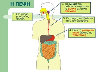 το πεπτικο συστημα | PPT