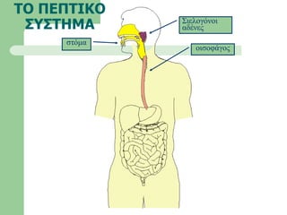 το πεπτικο συστημα | PPT