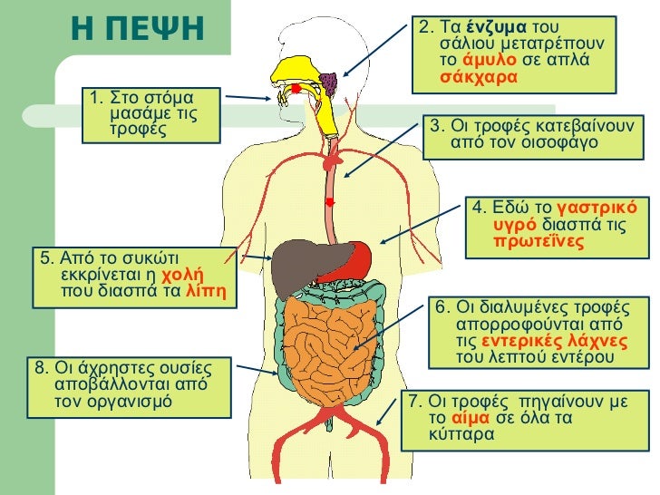 το πεπτικο συστημα