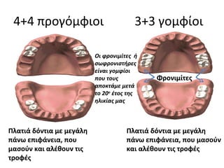 Τα είδη των δοντιών μας και τα μέρη τους | PPT