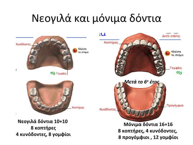 Τα είδη των δοντιών μας και τα μέρη τους | PPT