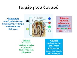 Τα είδη των δοντιών μας και τα μέρη τους | PPT