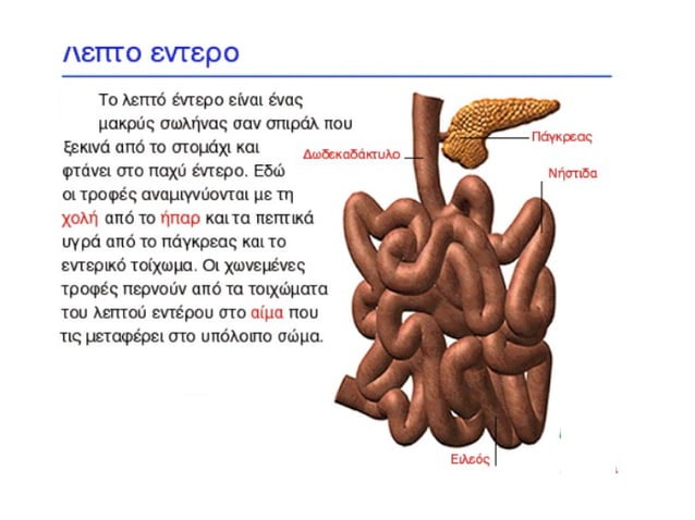 το πεπτικό σύστημα του ανθρώπου | PPT