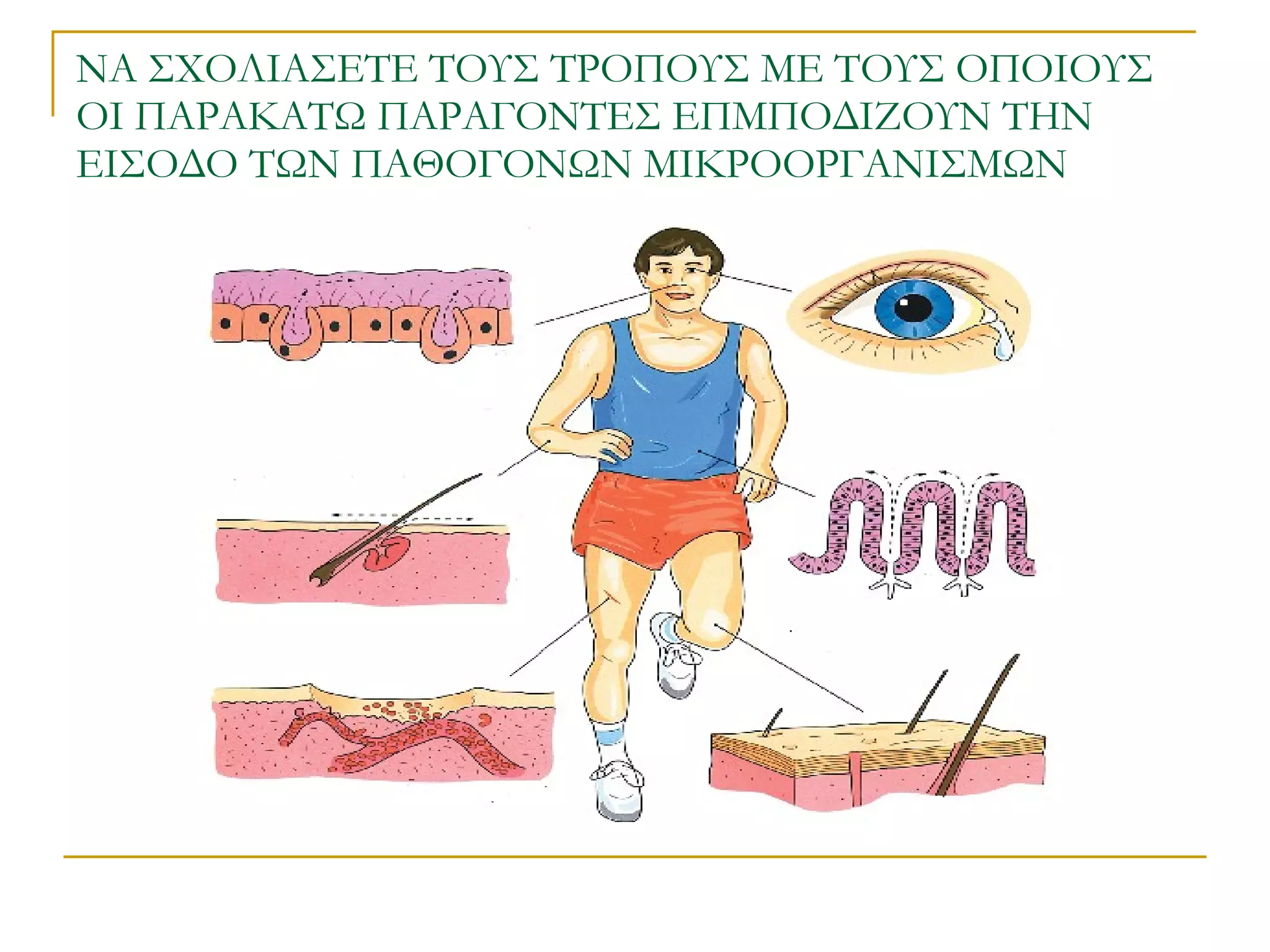 ΜΗΧΑΝΙΣΜΟΙ ΑΜΥΝΑΣ ΤΟΥ ΑΝΘΡΩΠΙΝΟΥ ΟΡΓΑΝΙΣΜΟΥ | PPT