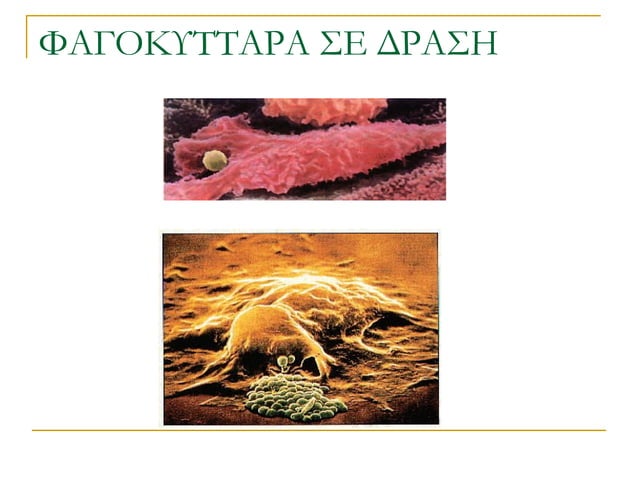 ΜΗΧΑΝΙΣΜΟΙ ΑΜΥΝΑΣ ΤΟΥ ΑΝΘΡΩΠΙΝΟΥ ΟΡΓΑΝΙΣΜΟΥ | PPT