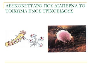 ΜΗΧΑΝΙΣΜΟΙ ΑΜΥΝΑΣ ΤΟΥ ΑΝΘΡΩΠΙΝΟΥ ΟΡΓΑΝΙΣΜΟΥ | PPT