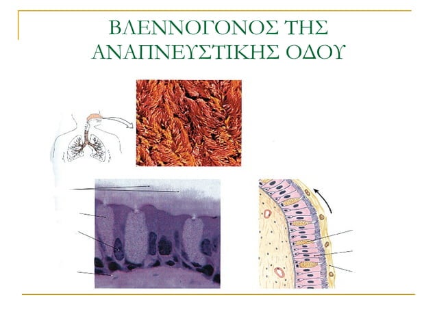 ΜΗΧΑΝΙΣΜΟΙ ΑΜΥΝΑΣ ΤΟΥ ΑΝΘΡΩΠΙΝΟΥ ΟΡΓΑΝΙΣΜΟΥ | PPT