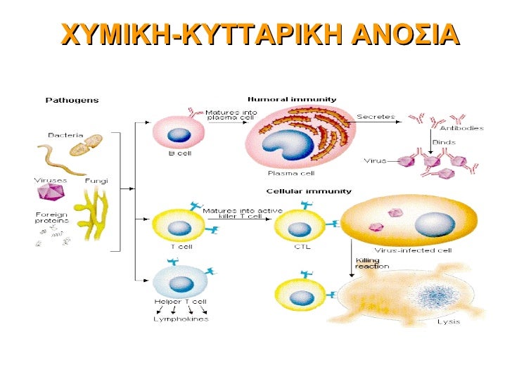 ΕΙΔΙΚΟΙ ΜΗΧΑΝΙΣΜΟΙ ΑΜΥΝΑΣ
