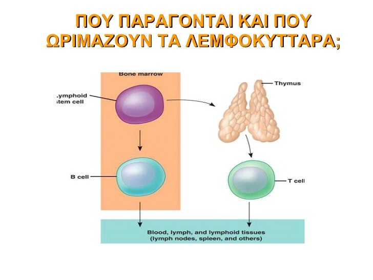 ΕΙΔΙΚΟΙ ΜΗΧΑΝΙΣΜΟΙ ΑΜΥΝΑΣ