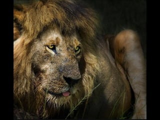 το λιονταρι | PPT