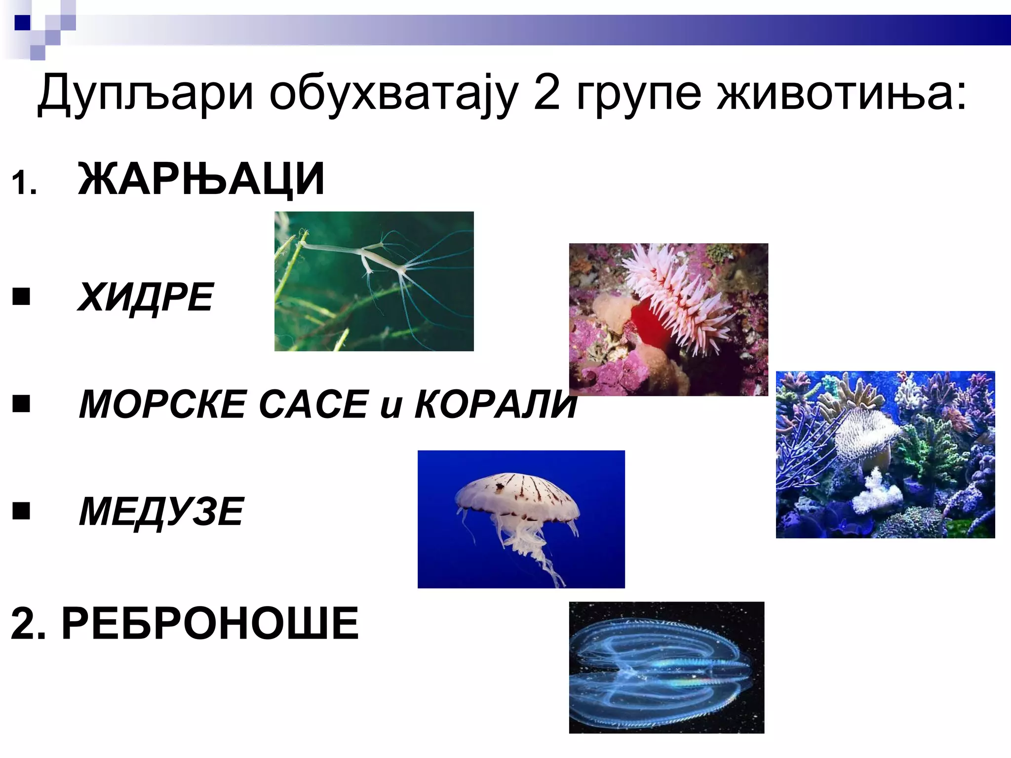 Dupljari 6. razred | PPT