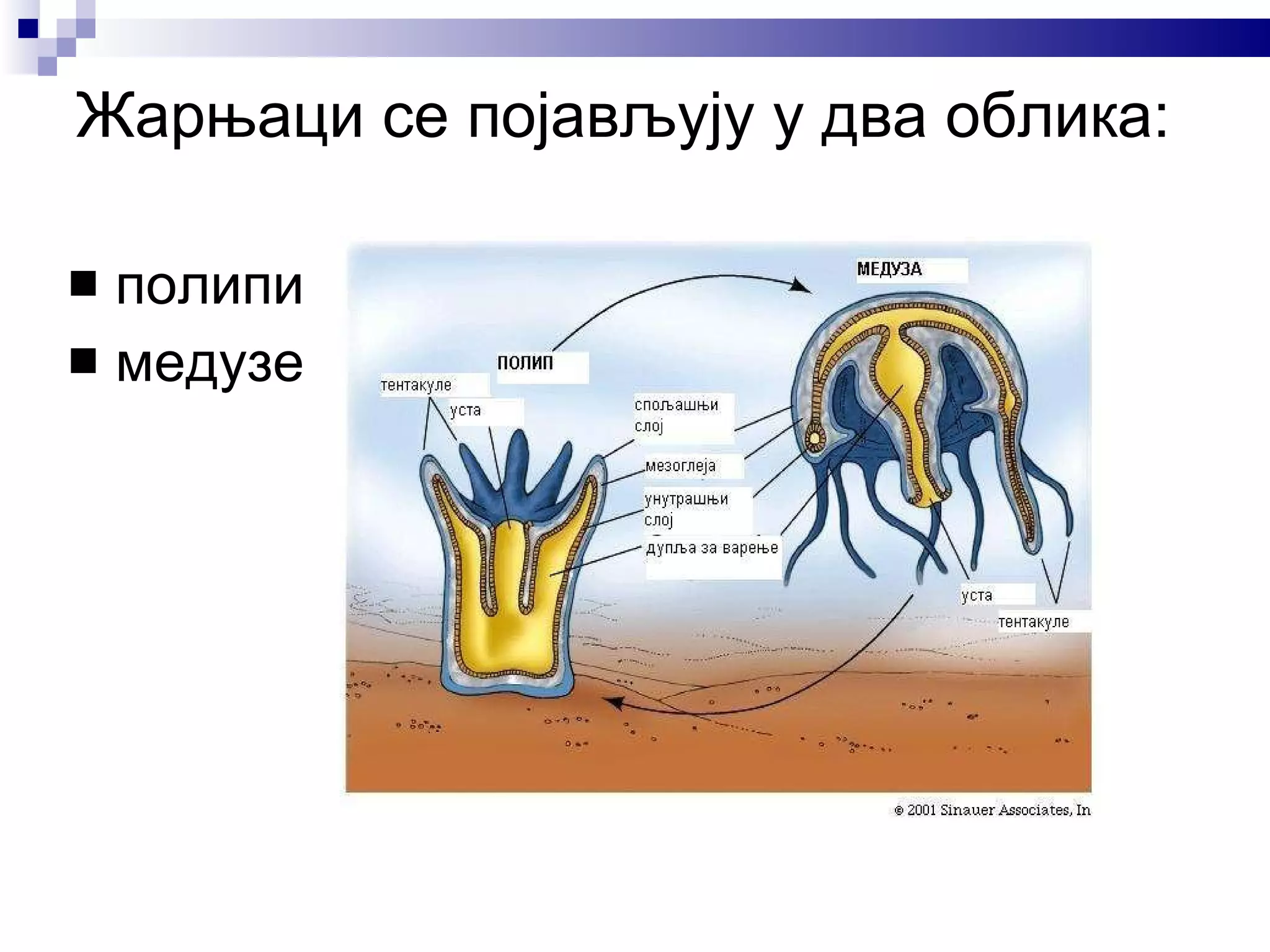 Dupljari 6. razred | PPT