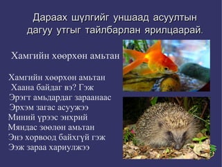 hamgiin hoorhon amitan | ODP