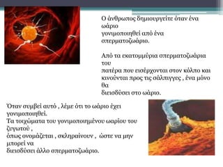 αναπαραγωγικο συστημα | PPTX