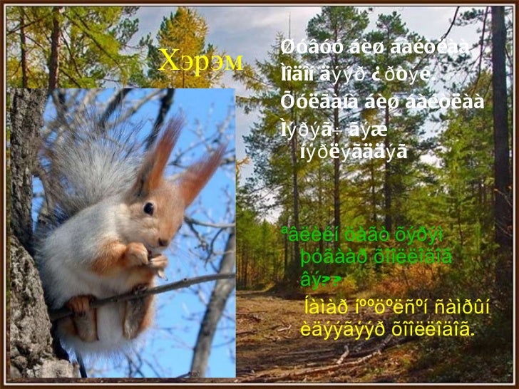 зэрлэг амьтад