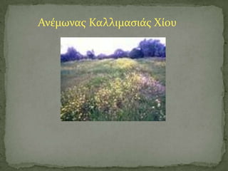 Ο Ανέμωνας στην Καλλιμασιά Χίου | PPTX