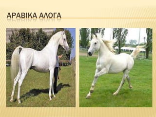 αργυρού | PPTX
