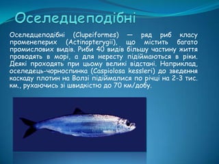 Кісткові риби | PPTX