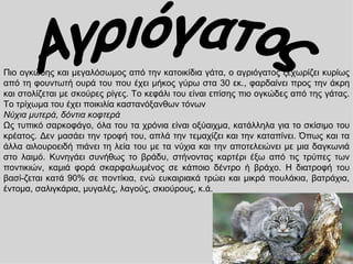 Τα θηλαστικά που ζουν στα ελληνικά δάση | PPT