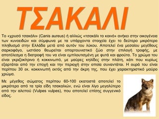 Τα θηλαστικά που ζουν στα ελληνικά δάση | PPT