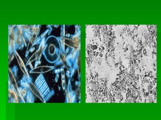 Силикатне алге | PPT