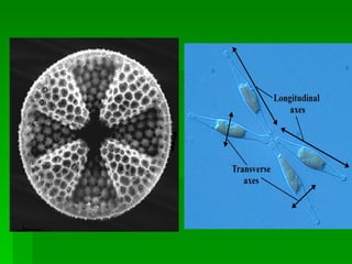 Силикатне алге | PPT