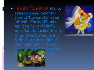 ปลาทอง | PPT