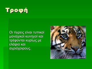 τίγρης της Σουμάτρας | PPT