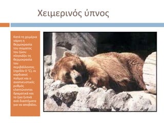 η καφέ αρκούδα | PPT