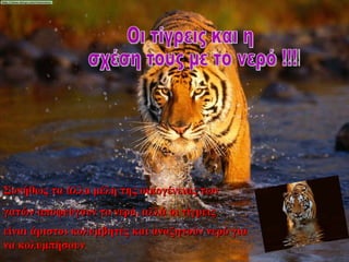 Τίγρης | PPT