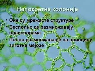 зелене алге | PPT